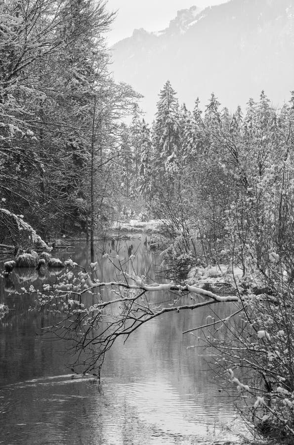 Grayscale. Small Winter Stream with Snowy Trees on Bank Stock Photo ...