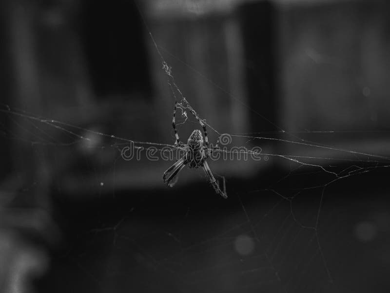 Grayscale of a Spider on Net Stock Photo - Image of closeup, silk ...