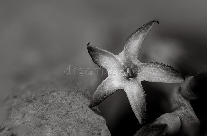 Grayscale starburst flower stock photo. Image of petal - 367239316