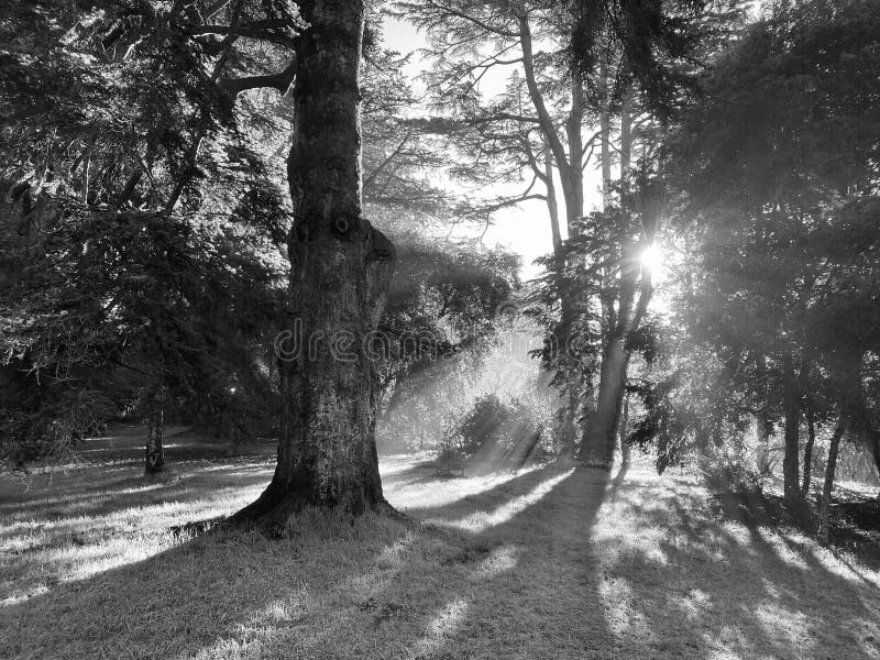 Grayscale of the Sun Shining through the Trees of a Peaceful Forest on ...