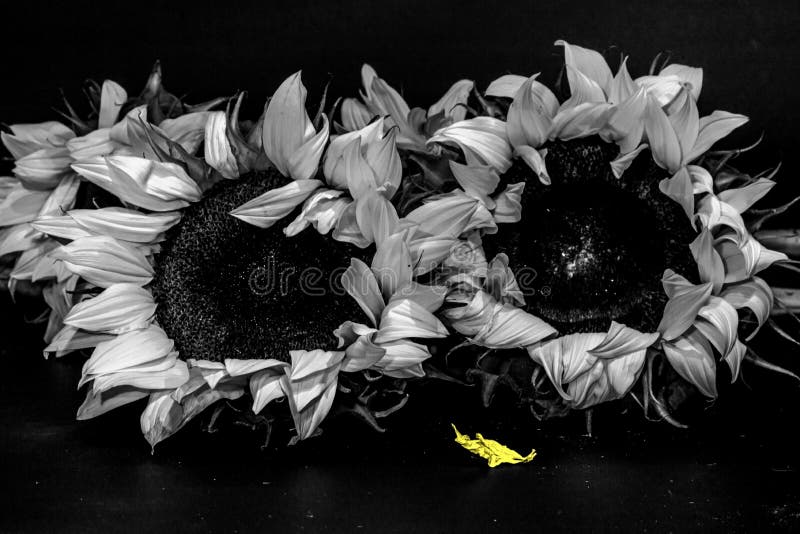 Grayscale Sunflowers Stock Photos - Free & Royalty-Free Stock Photos ...