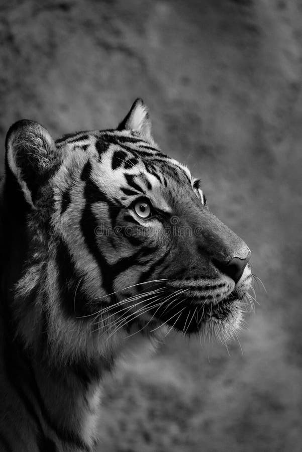 Grayscale of a tiger face stock photo. Image of grayscale - 261610934