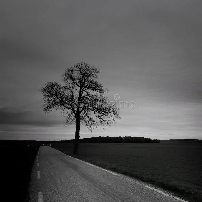 Grayscale of a Tree Near the Highway Road Stock Photo - Image of ...