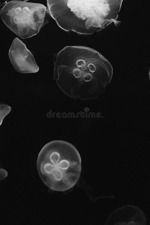 Multiple Jellyfish Stock Photos - Free & Royalty-Free Stock Photos from ...