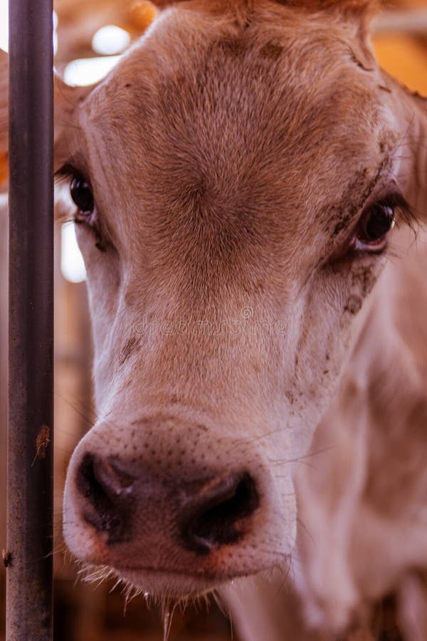 Grayscale Vertical Shot of Cows in a Barn Stock Photo - Image of ...