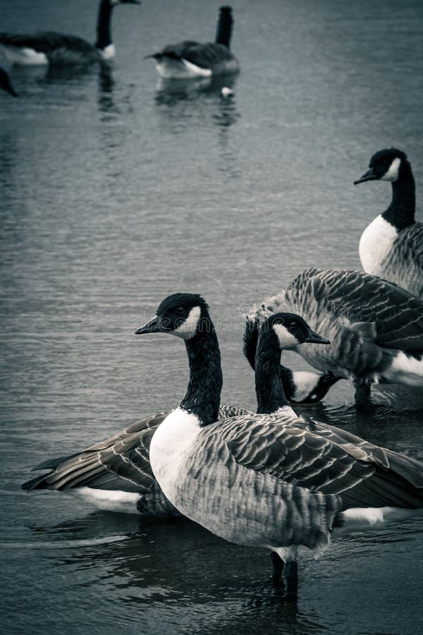 Geese Group are Peacefully Coexisting within a Fenced-in Area on a Farm ...