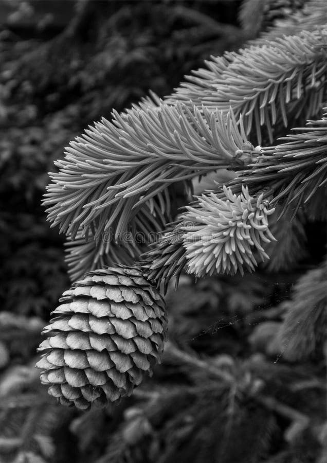 Grayscale Vertical Shot of a Pine Tree Branch with Cones Stock Image ...