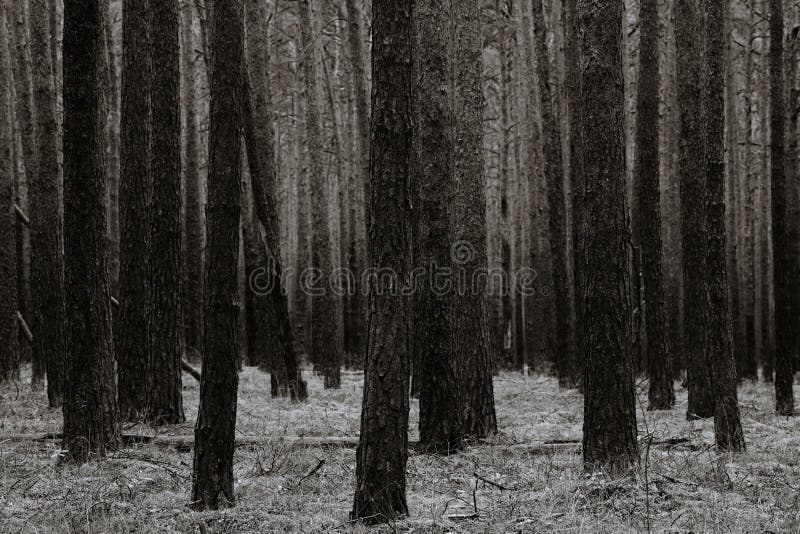 Grayscale of Wald Forest in Schwarzweiss Stock Image - Image of ...