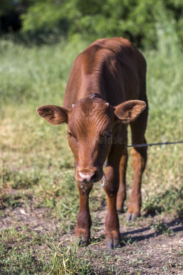 Grazed a calf stock image. Image of grazing, baby, animal - 73743881