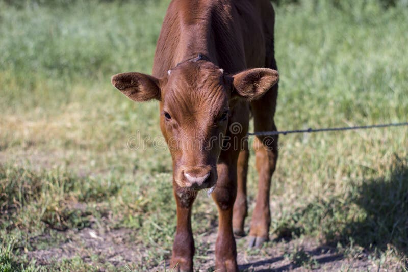 Grazed a calf stock image. Image of alone, bull, land - 73743909