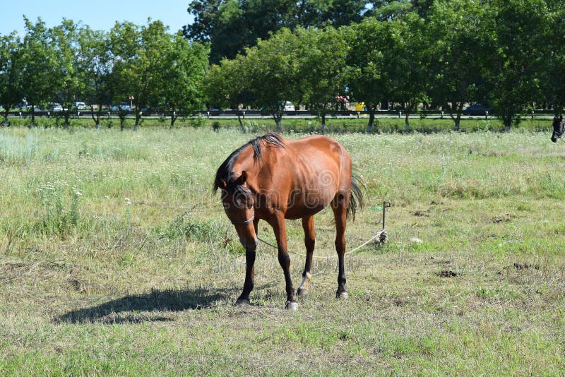 The grazed horse stock photo. Image of bloodstock, grazing - 59616794