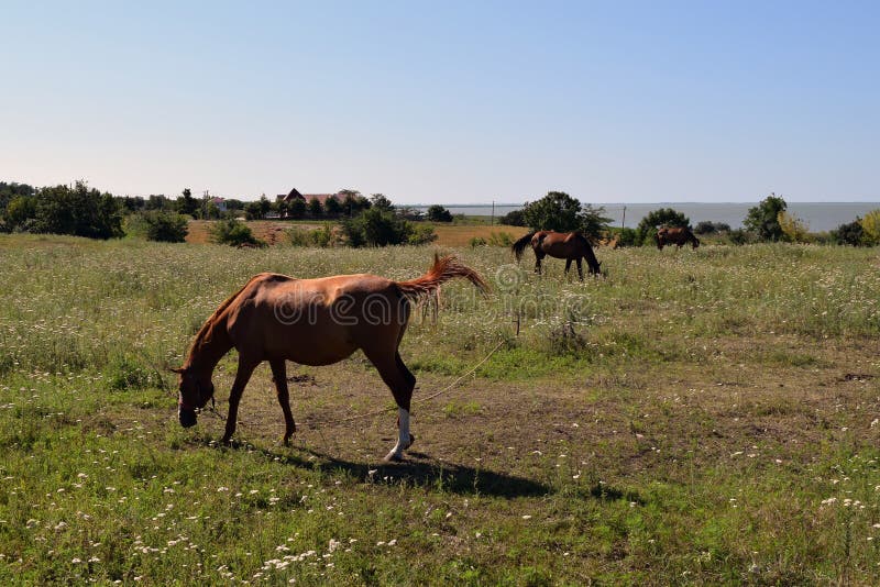 The grazed horses stock photo. Image of countryside, equine - 59616638