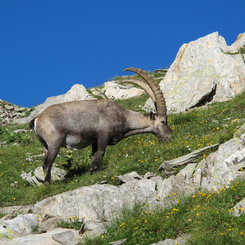 Grazing alpine ibex stock image. Image of goat, animals - 272953809