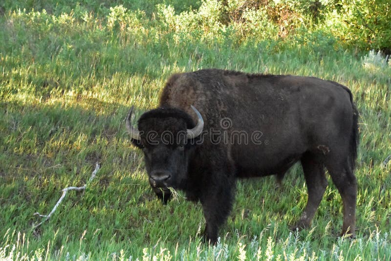 Grazing American Buffalo in a Grass Meadow Stock Photo - Image of ...