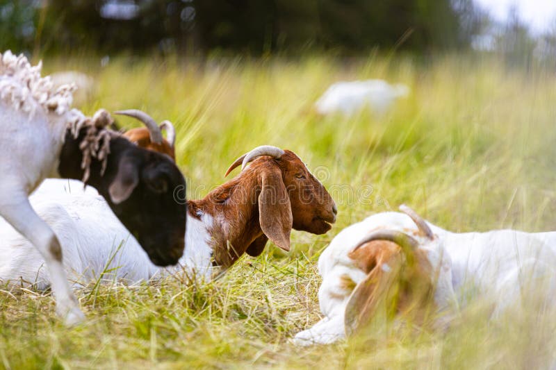 Grazing Animals on a Meadow Stock Image - Image of farm, blur: 325871759
