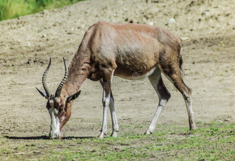 Antelope eating stock photo. Image of environment, landscape - 114973392