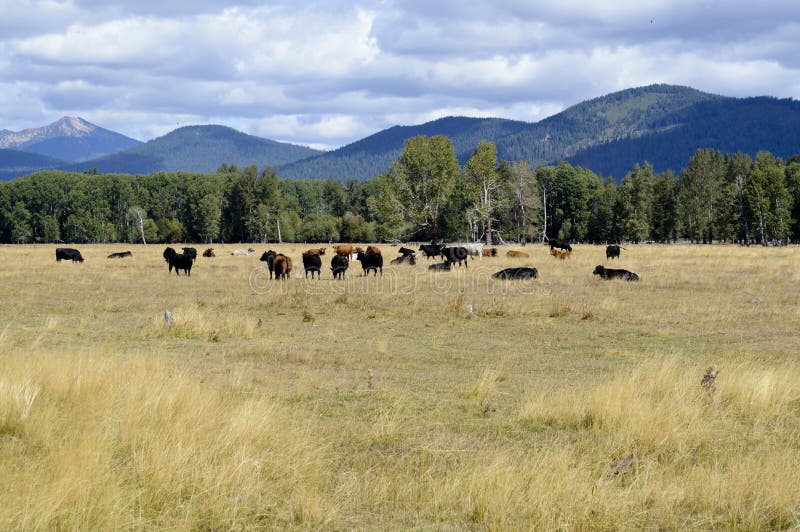 Grazing Beef Steers in Oregon Stock Image - Image of central, business ...