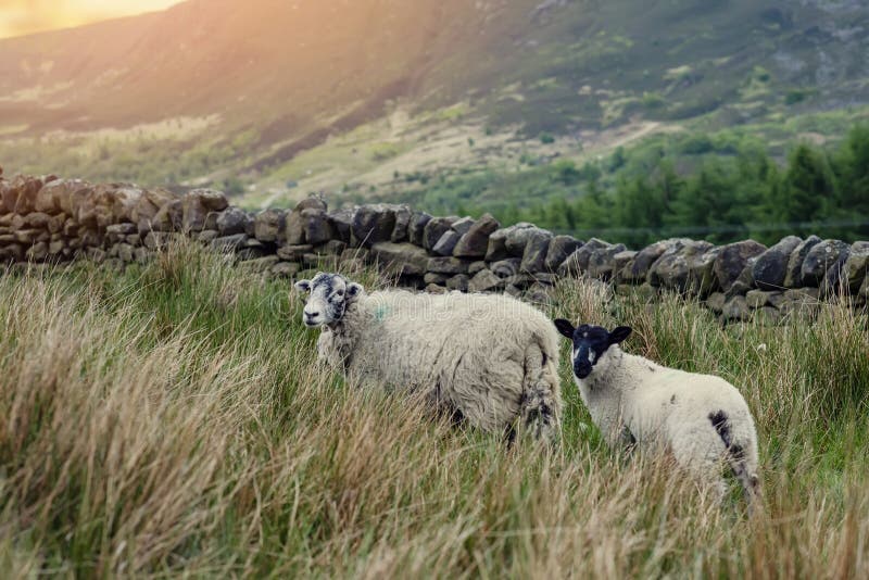 The Grazing Sheep on the Meadow in Peak District Stock Image - Image of ...