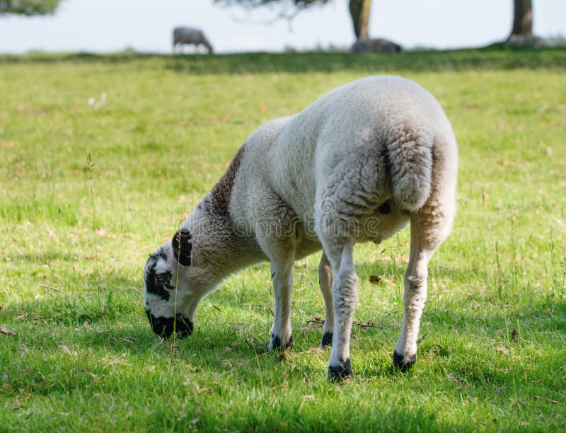 The Grazing Big Sheep on the Meadow Looking at Camera Stock Image ...