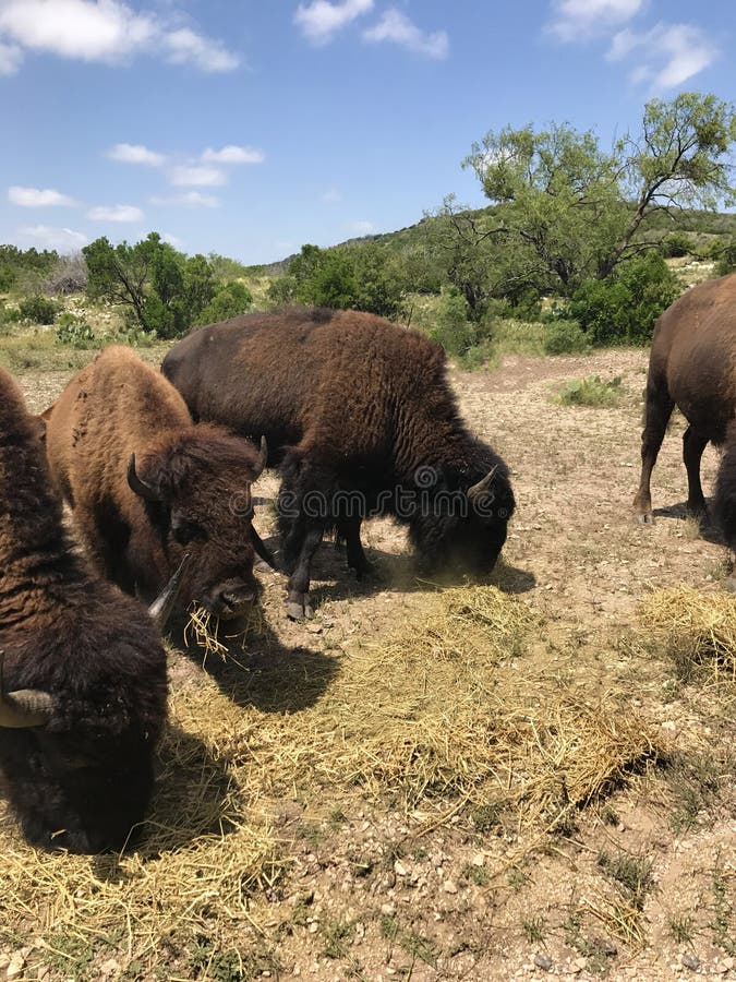 Grazing Bison stock photo. Image of grazing, landscape - 97431624