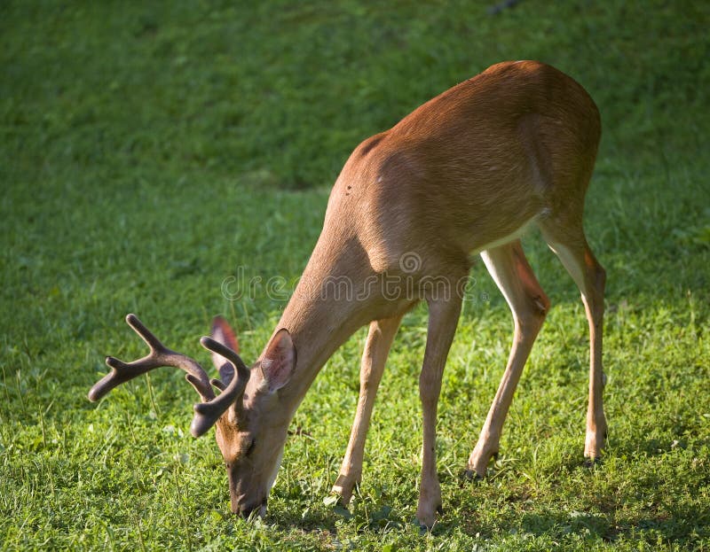 Grazing buck stock image. Image of ears, eating, mammal - 27022313