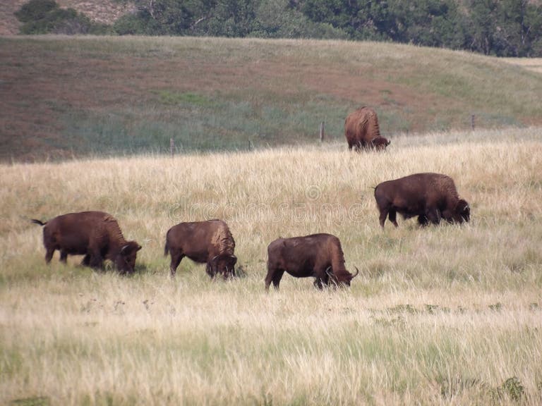 Grazing Buffalo Landscape View Stock Image - Image of bovine, mammal ...