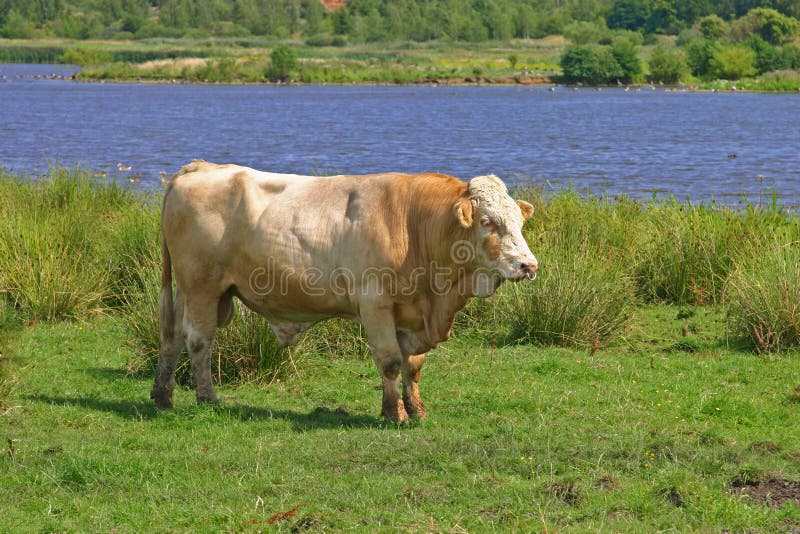 Grazing Bull in Countryside Stock Photo - Image of herd, animal: 156794210