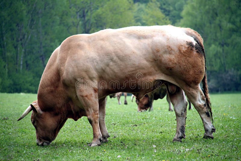 Grazing Bull stock image. Image of grazing, prague, interior - 47929453