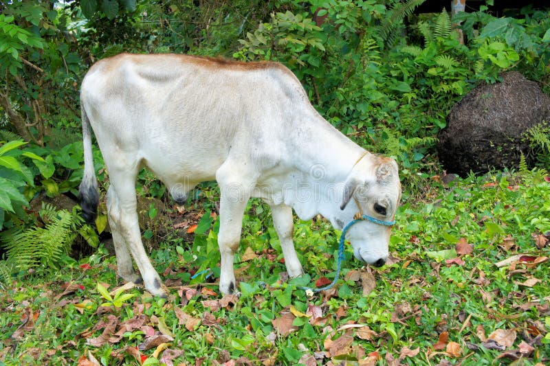 Grazing calf. Asian cow stock image. Image of dairy, tropical - 55210197