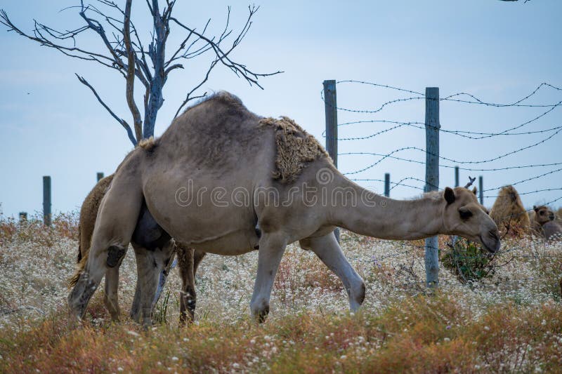 Grazing Camel Close-up stock image. Image of exploration - 311715487