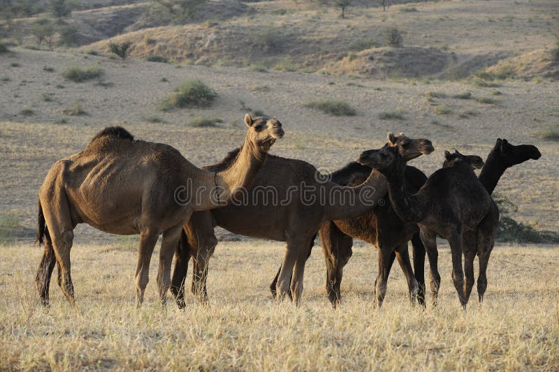 Grazing camels stock photo. Image of country, forage - 12048858