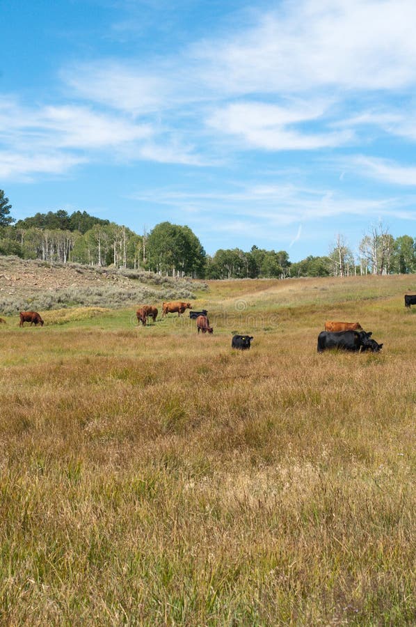 Open Range Cattle In Colorado Stock Image - Image of geology, rock ...
