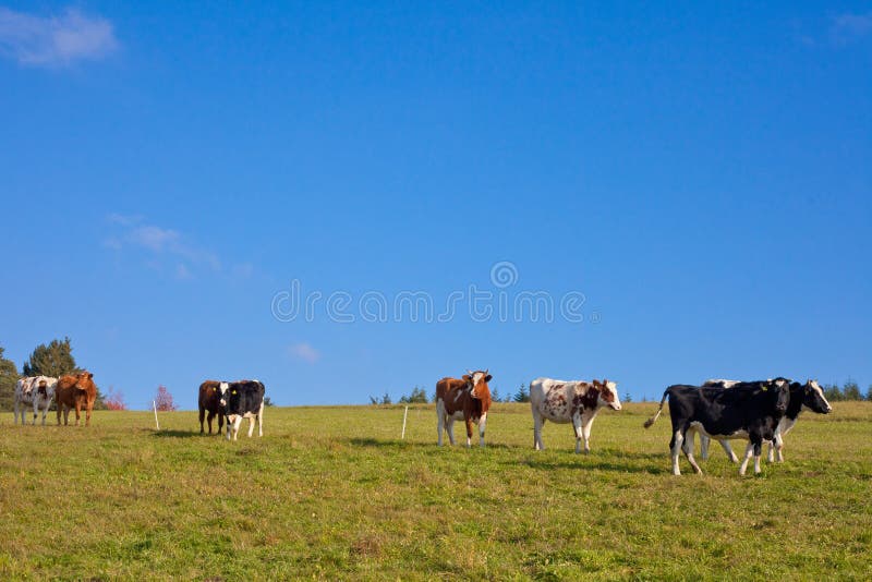 Grazing cows stock photo. Image of livestock, dutch, field - 2771466