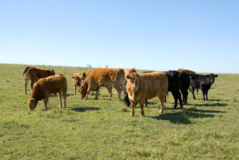 Cattle in a Field stock photo. Image of nature, agricultural - 16431308