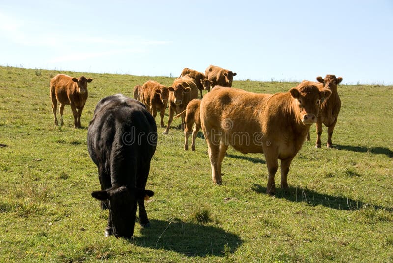 Cattle in a Field stock photo. Image of nature, agricultural - 16431308