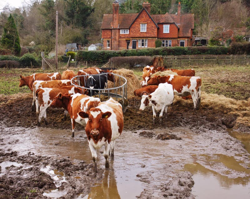 61+ Cattle mud Free Stock Photos - StockFreeImages