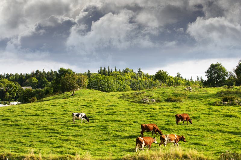 Grazing Cattle in Old Rural Landscape Stock Image - Image of rural ...