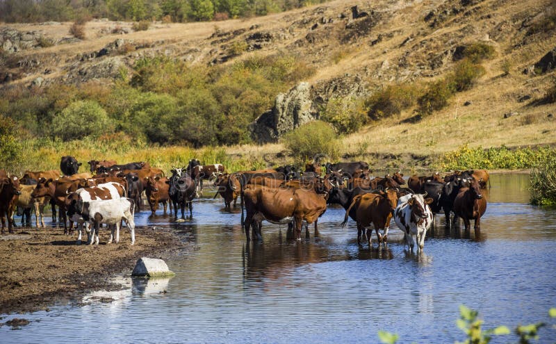Grazing caws at the river stock image. Image of animal - 91084503