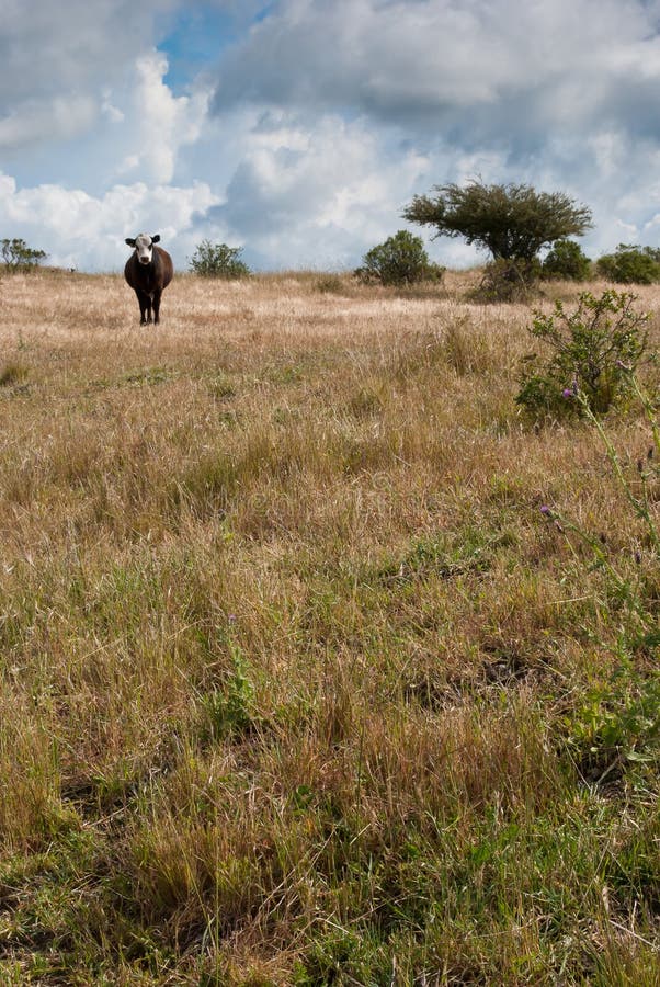 Grazing Cow stock image. Image of white, cows, outside - 19752517