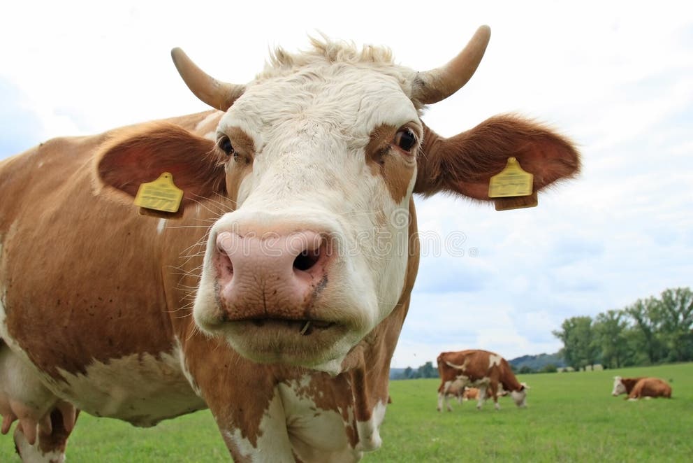 Grazing cow. stock photo. Image of hill, grass, skin, mottled - 4139948