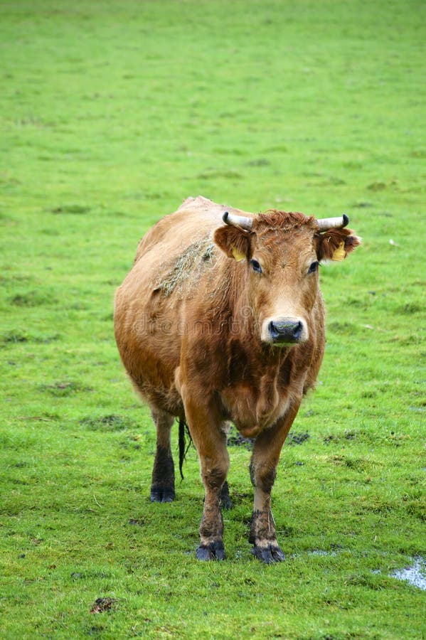 Grazing Cow stock image. Image of portrait, agricultural - 36567183