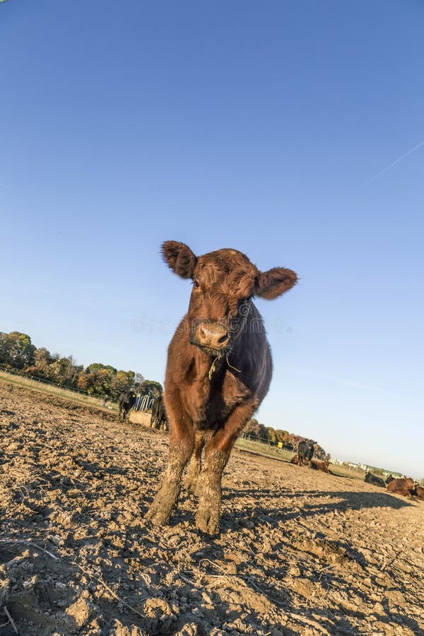 143 Cown Stock Photos - Free & Royalty-Free Stock Photos from Dreamstime