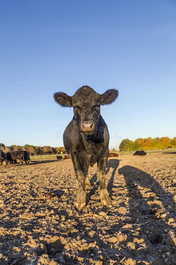 143 Cown Stock Photos - Free & Royalty-Free Stock Photos from Dreamstime