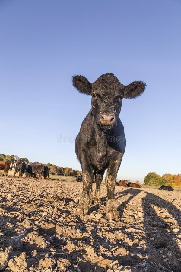 143 Cown Stock Photos - Free & Royalty-Free Stock Photos from Dreamstime