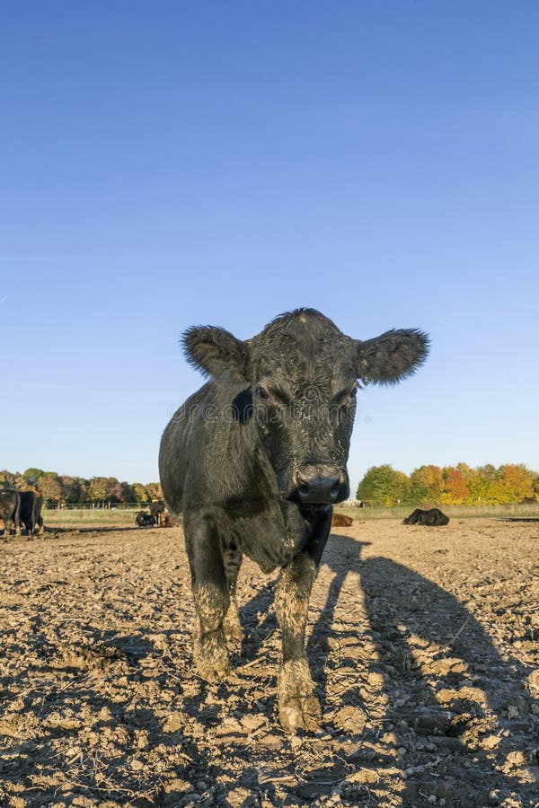 143 Cown Stock Photos - Free & Royalty-Free Stock Photos from Dreamstime