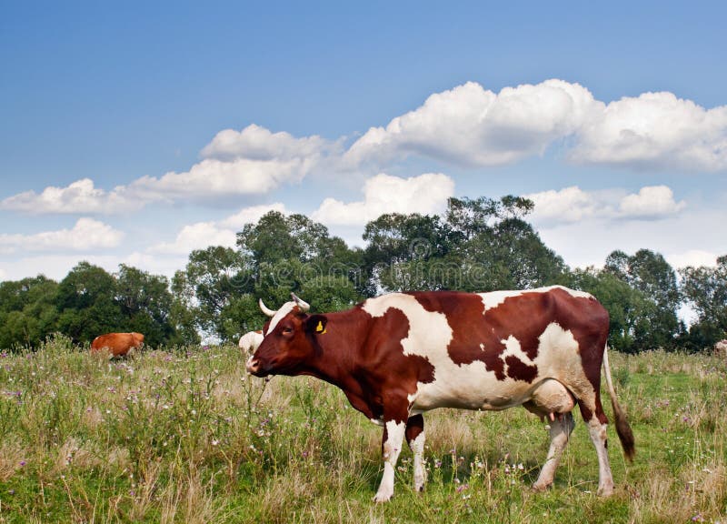 Grazing cows stock photo. Image of green, countryside - 20644846