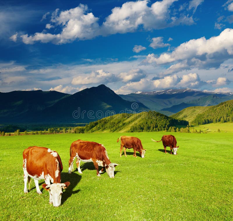 Free-range Cattle Grazing on a Rural Farm Stock Image - Image of mammal ...