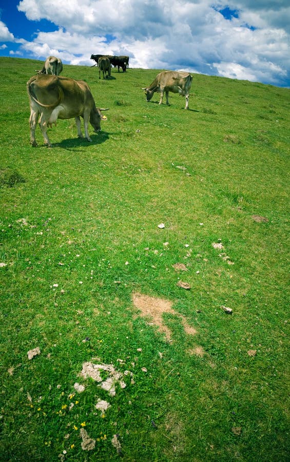 Grazing cows stock photo. Image of grazing, nature, graze - 2778112