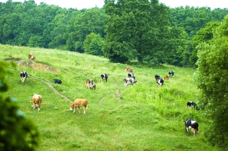 Grazing Cows Picture. Image: 5703995