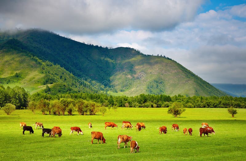 Grazing cows stock image. Image of grassland, landscape - 5822575